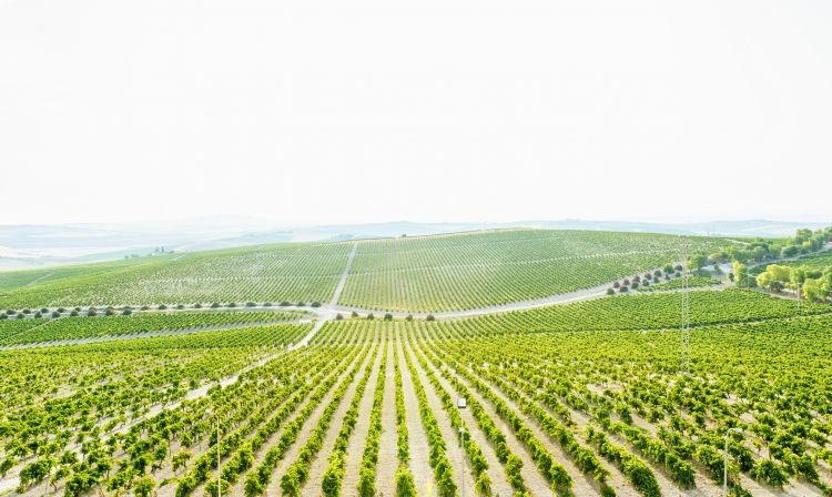 Our guide to some of the most spectacular vineyards in the world ...