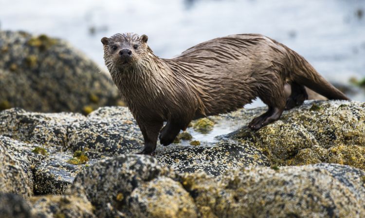 Wildlife expert Hamza Yassin shows Martin Clunes and Ben Miller the ...